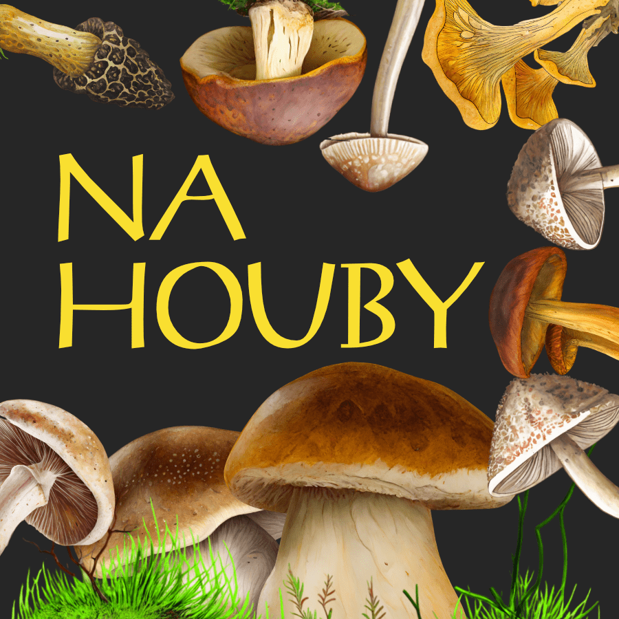 Výstava Na houby