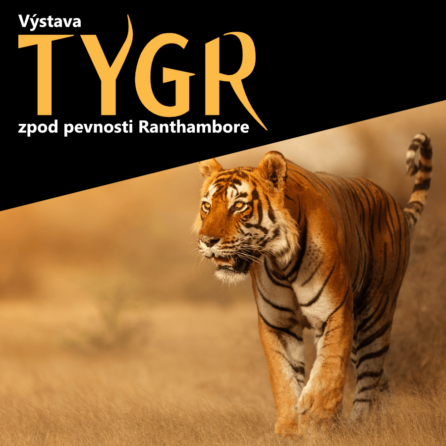 Tygr zpod pevnosti Ranthambore