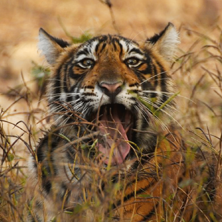 Přednáška k výstavě Tygr